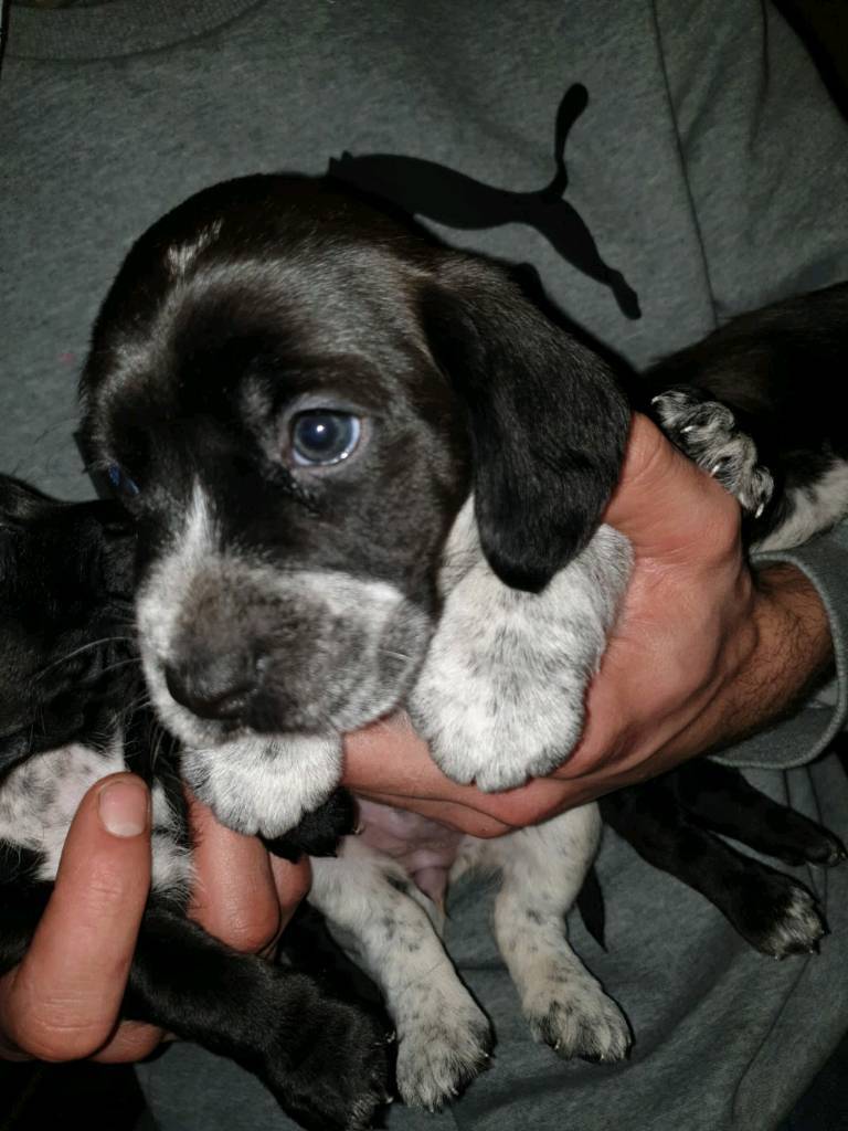 Dapple cocker spaniel puppies | in Northampton, Northamptonshire | Gumtree