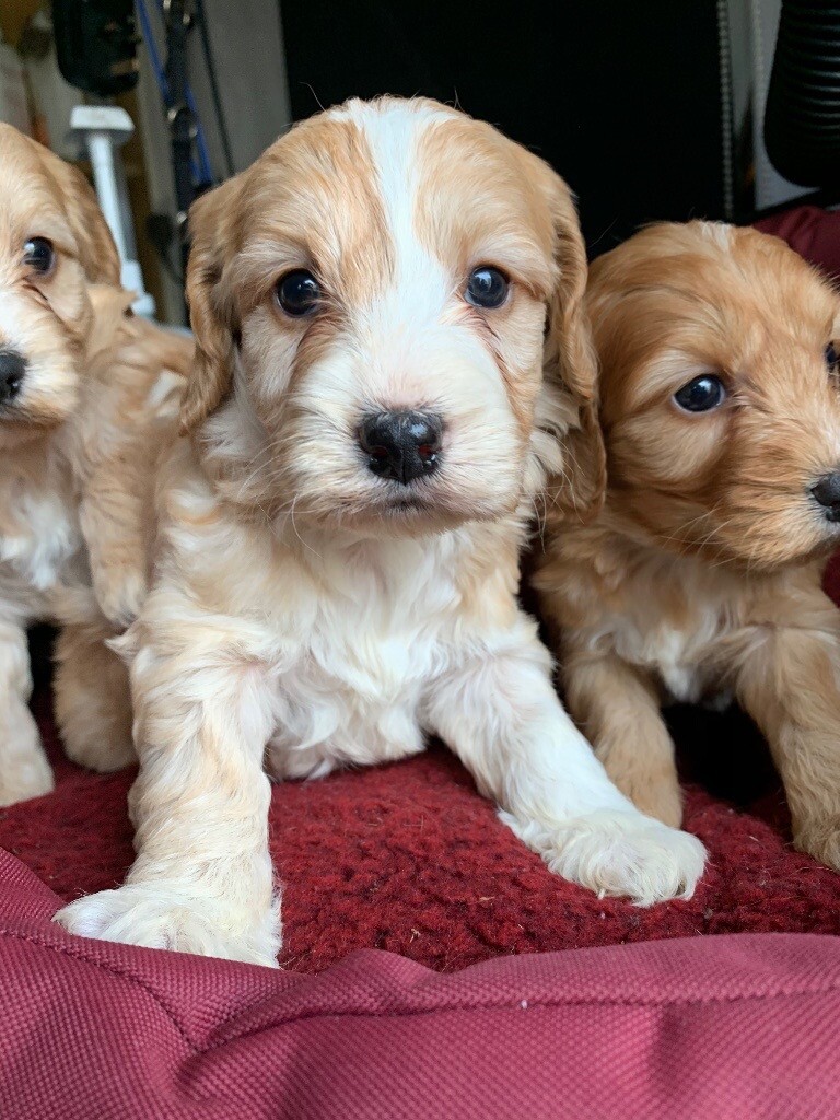 ADORABLE F1b COCKAPOO PUPPIES | in Atherstone, Warwickshire | Gumtree