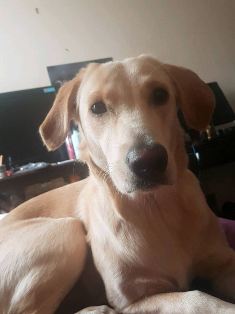 Golden Labrador 1 year old for sale | in Finnieston, Glasgow | Gumtree
