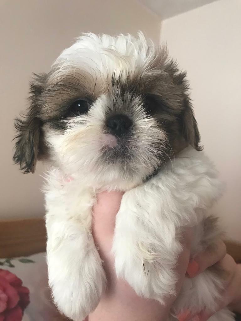 Beautiful Shih Tzu girl | in Brentry, Bristol | Gumtree