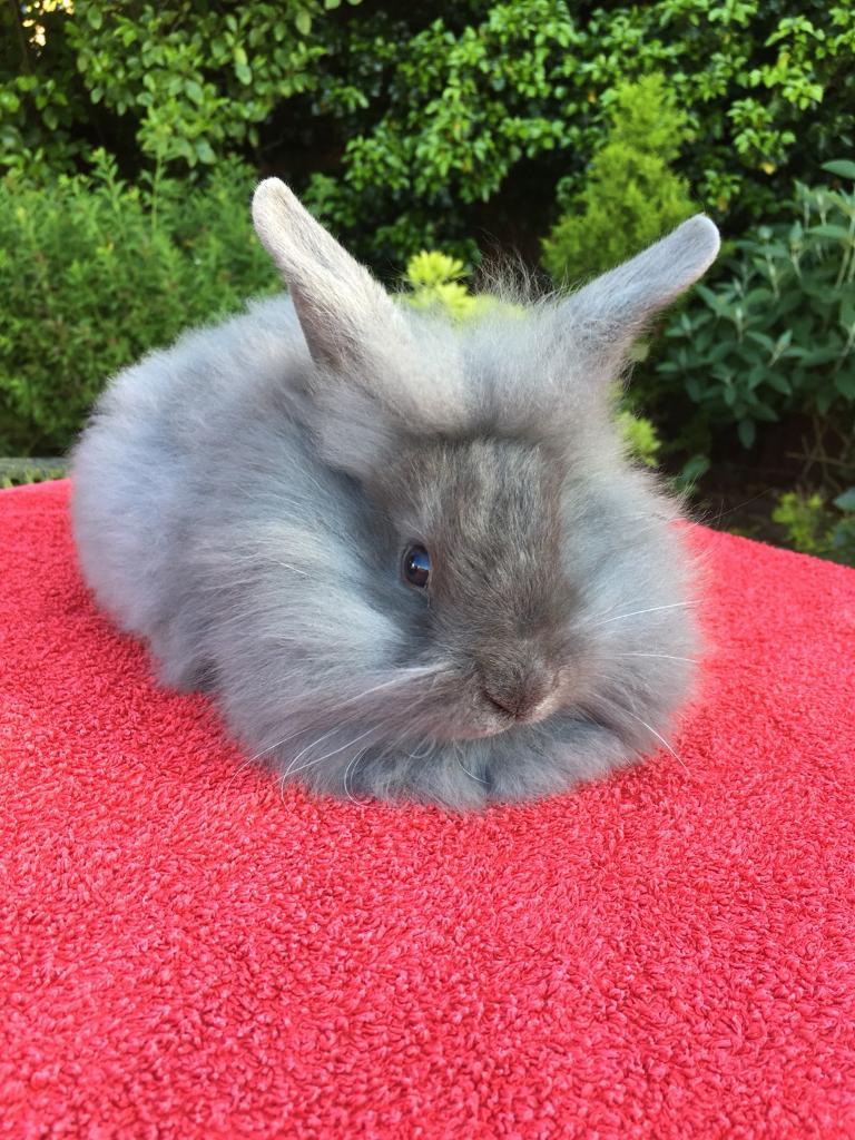 Lionhead x Angora baby rabbit male buck bunny | in Norwich, Norfolk ...