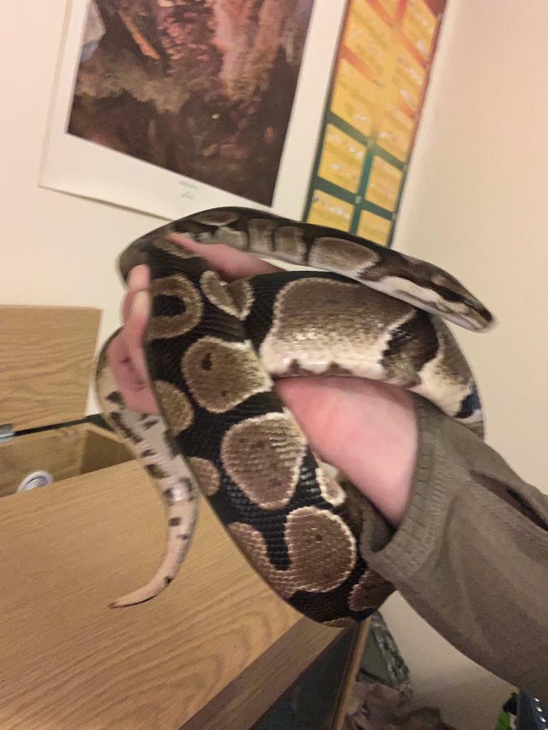 Royal Python Vivarium In Ely Cambridgeshire Gumtree