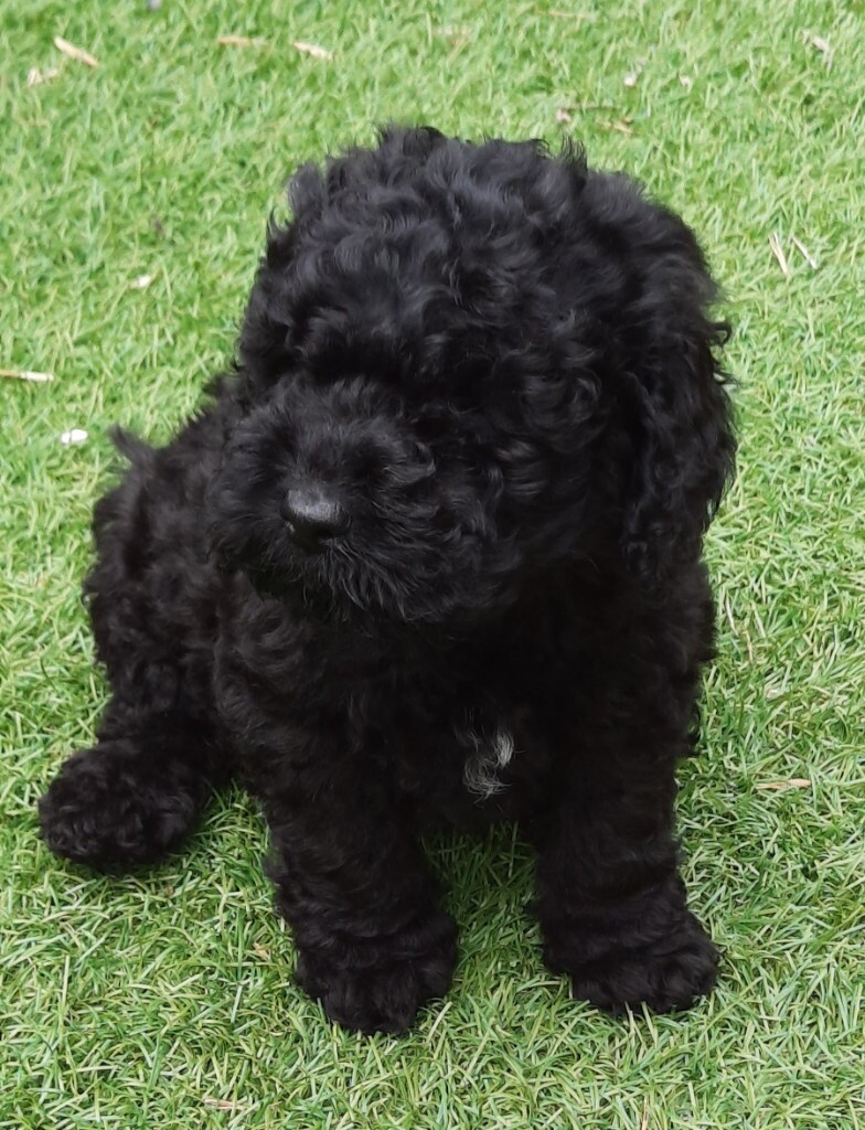 Mini Cockapoo F2 Girl READY NOW | in Grimsby, Lincolnshire | Gumtree