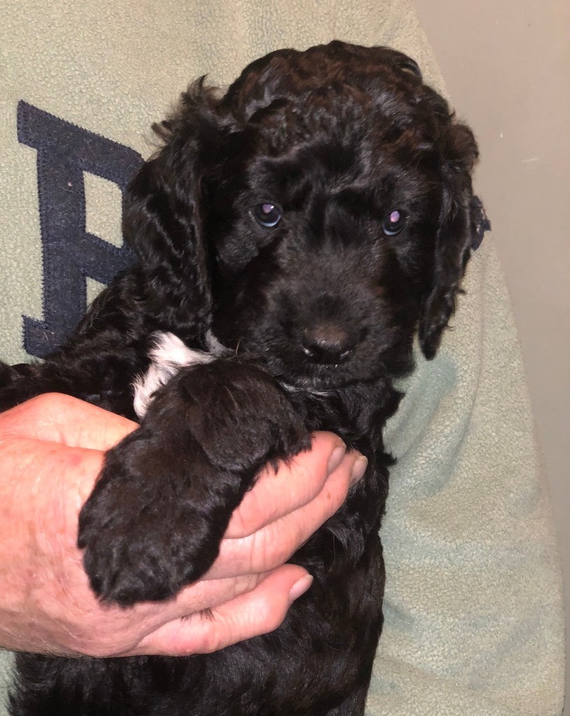 Springer Spaniel X Poodle Puppies - Sproodle / Springerpoo Puppies PRA ...