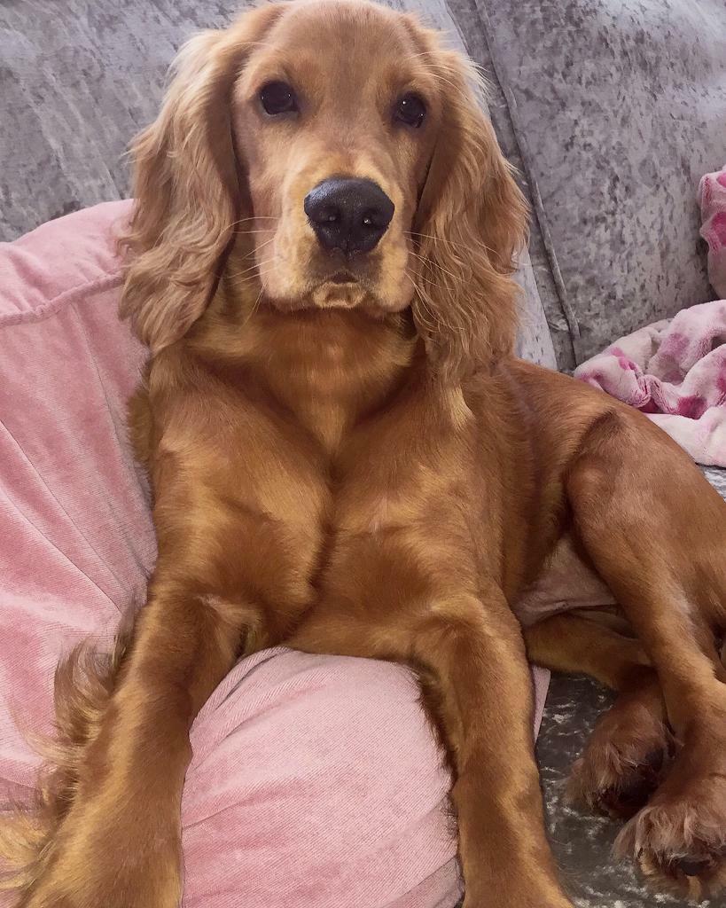 Golden cocker spaniel 1 year old | in Airdrie, North Lanarkshire | Gumtree