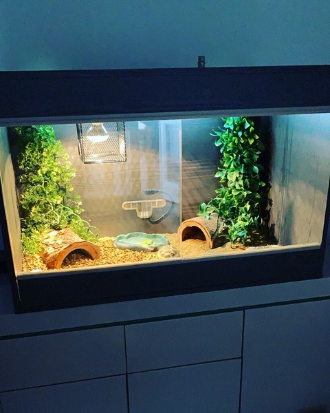 Tortoise Tank for sale in UK | 59 used Tortoise Tanks