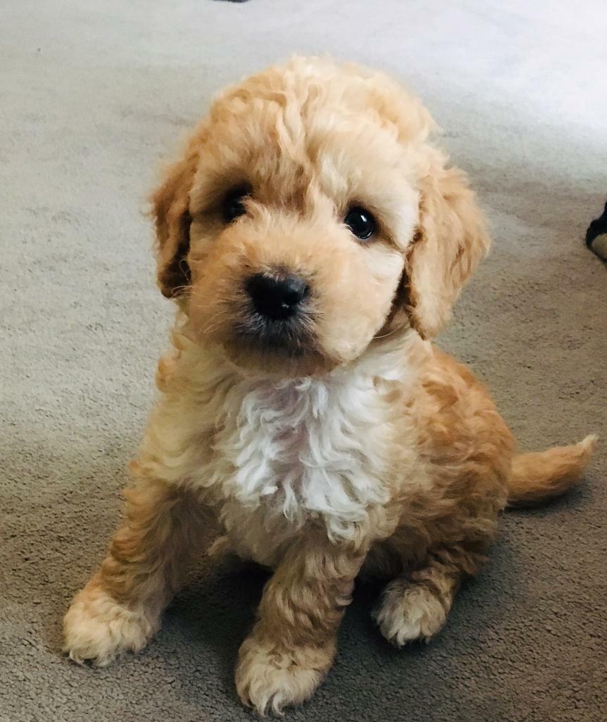 Sprockerpoo Puppies 1 Beautiful Curly haired boy left! Ready 24/05/19 ...