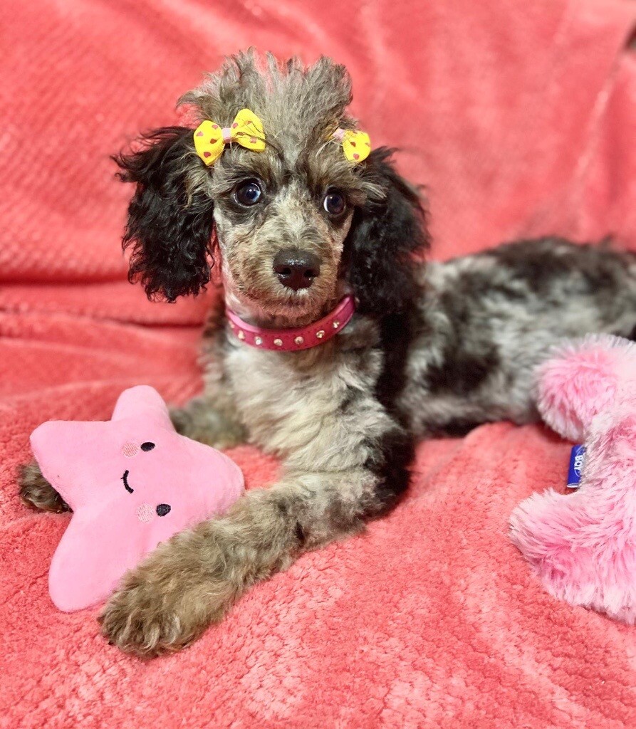 Cavapoo blue Merle poodle toy cavalier puppies puppy girl ready now ...