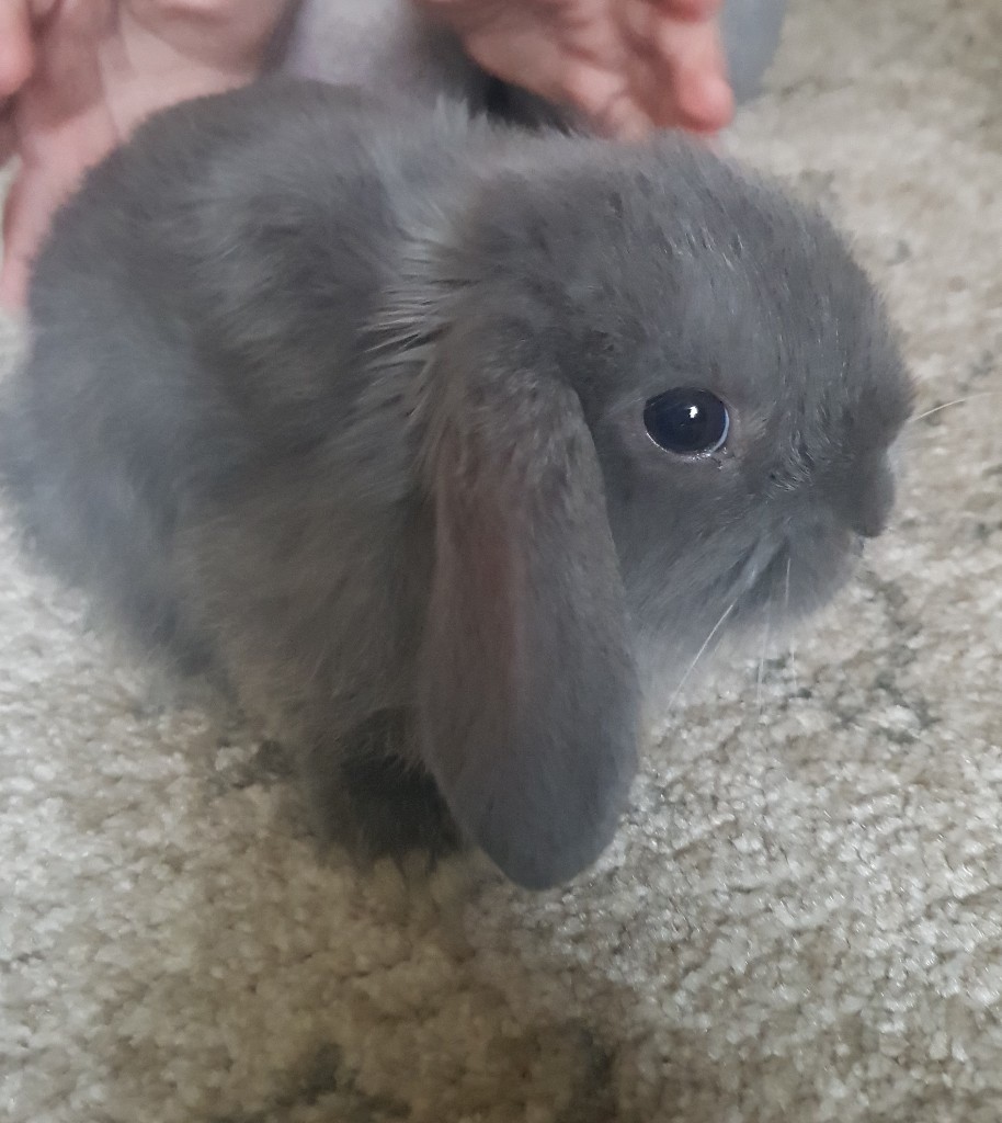 Baby Mini Lop Rabbits looking for 5* homes | in Hull, East Yorkshire ...