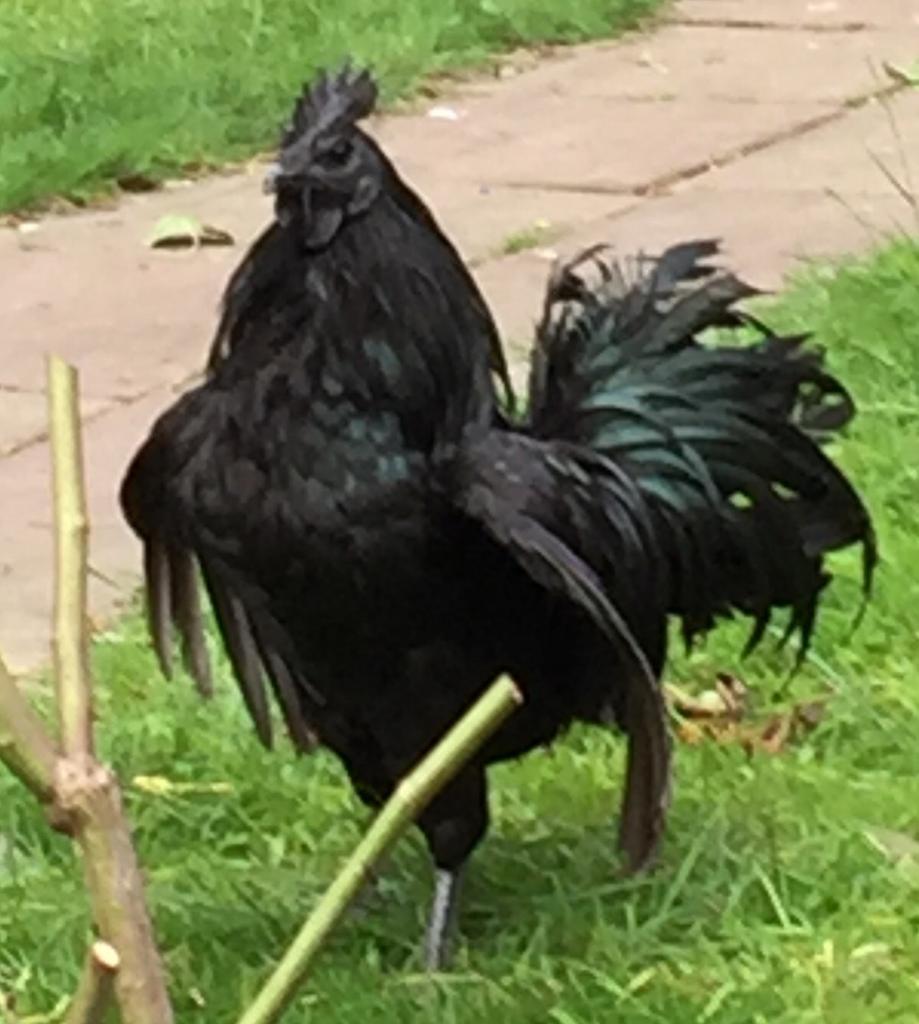 Ayam Cemani chickens | in Stechford, West Midlands | Gumtree