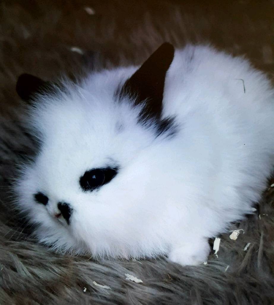 Beautiful Mini Lionhead/Lop Babies | in East Lothian | Gumtree