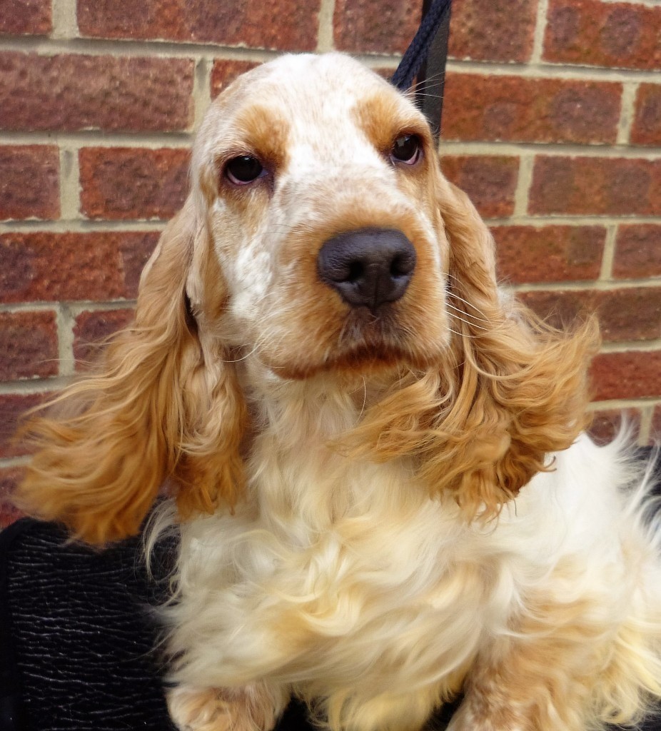 K.C. reg. Show Type Cocker Spaniel adult female | in Swadlincote ...