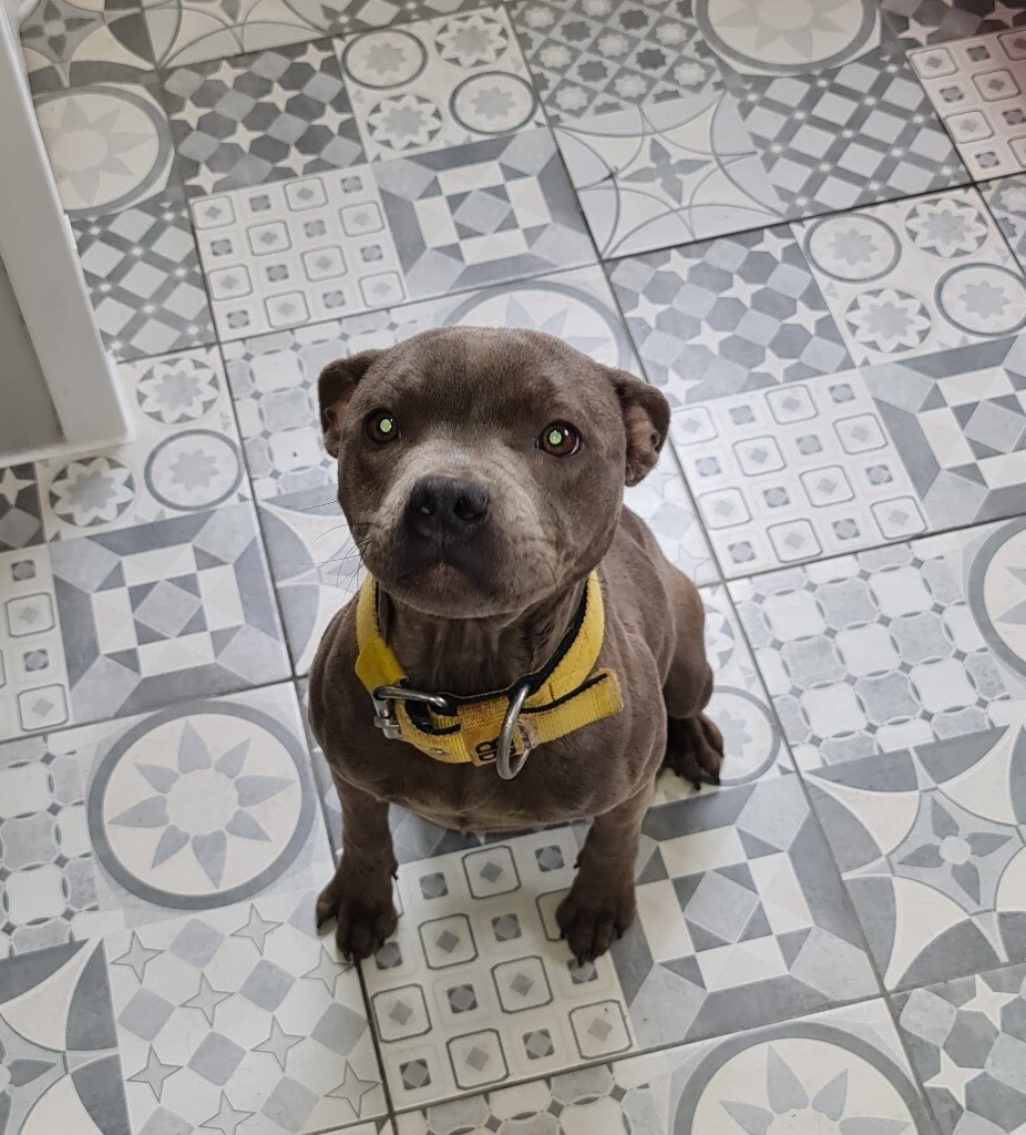 2 x Blue brindle Staffordshire Bull Terrier females staff staffy ...