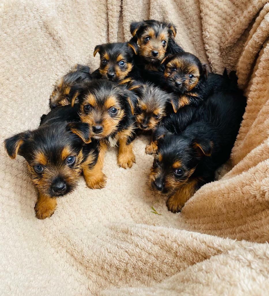 Beautiful Yorkshire terrier puppies | in Burghfield Common, Berkshire ...