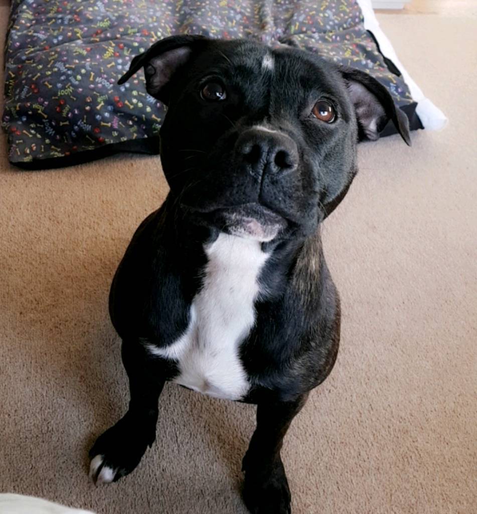 Female staffordshire bull terrier | in Dereham, Norfolk | Gumtree