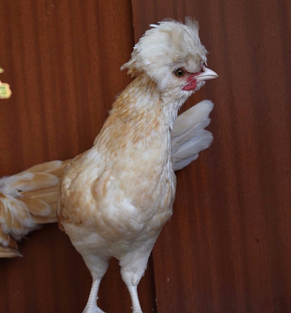 Polish Breed Cockerell Free to Home | in Goole, East Yorkshire | Gumtree