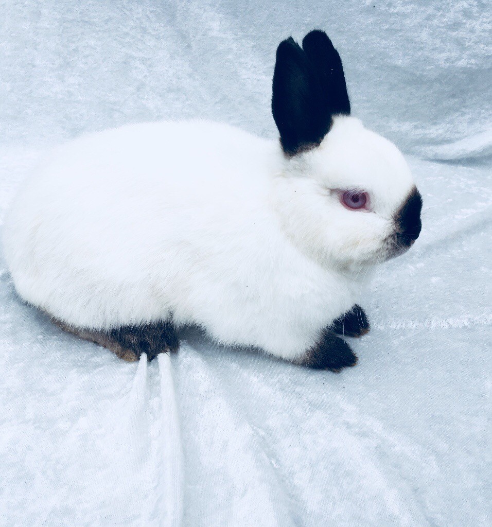 6 month old Netherlands dwarf rabbit with Himalayan markings | in ...