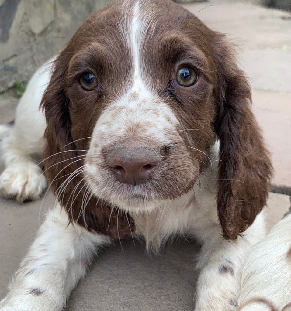 Sprocker spaniels | in Haywards Heath, West Sussex | Gumtree