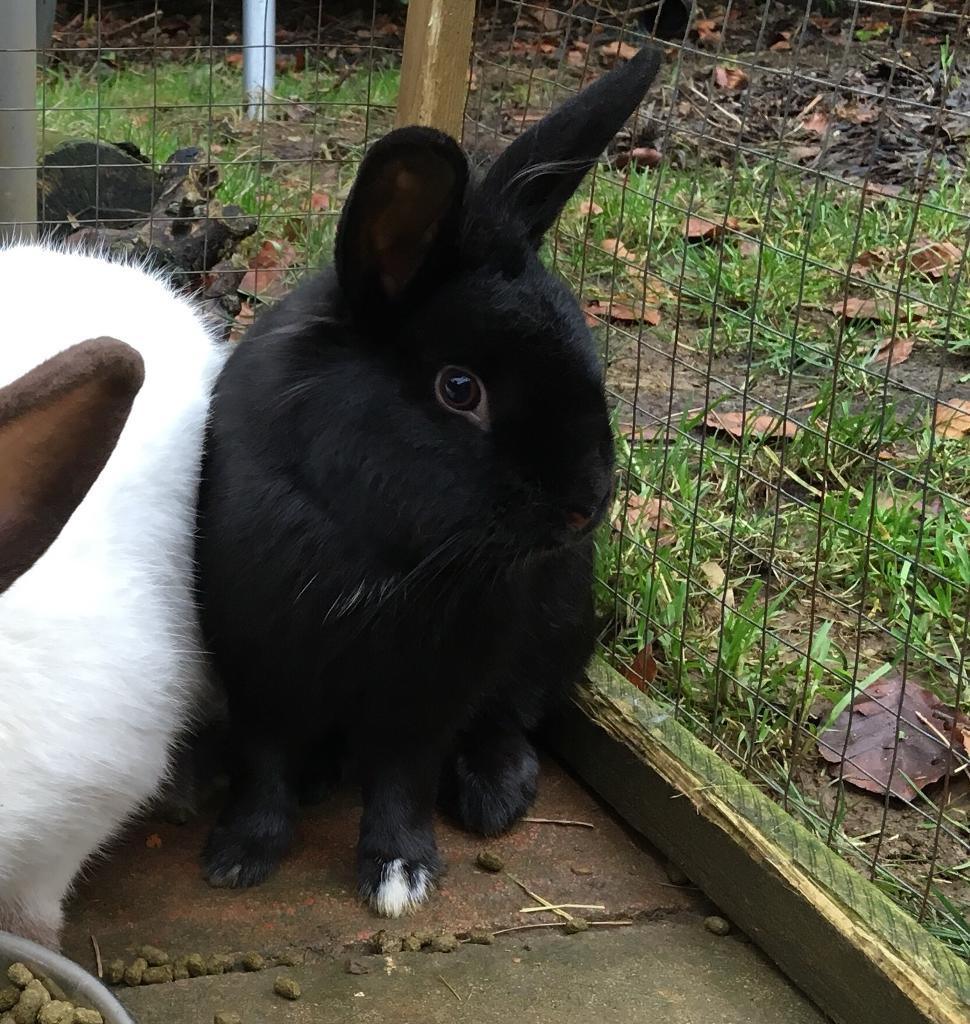 Lovely female rabbit | in Melksham, Wiltshire | Gumtree