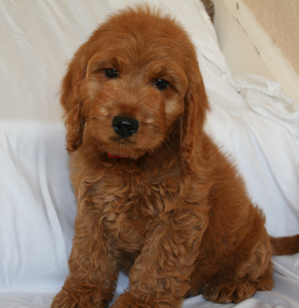 F1 Golden Cockapoo Puppy | in Neath, Neath Port Talbot | Gumtree