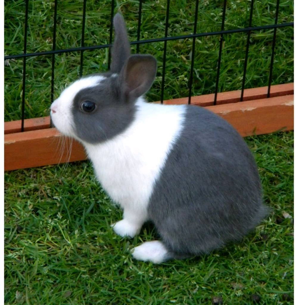 Dutch Rabbit