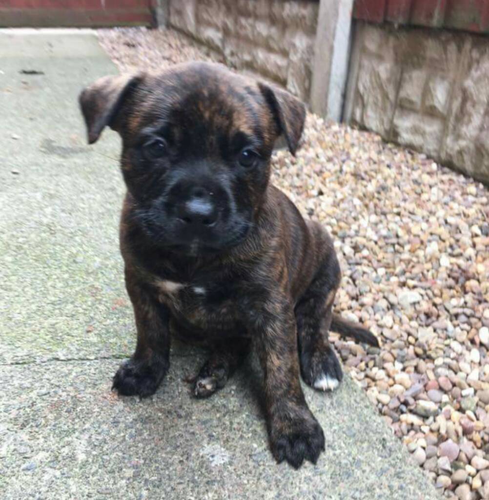 **L@@k Puppies** German Shepherd cross staffy Staffordshire pupps | in ...