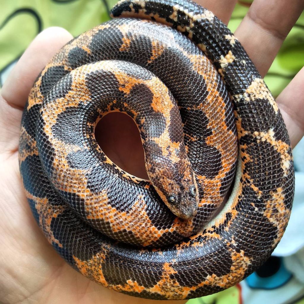 Kenyan Sand Boa Kenyan sand boa with an interesting pattern! | Reptiles ...
