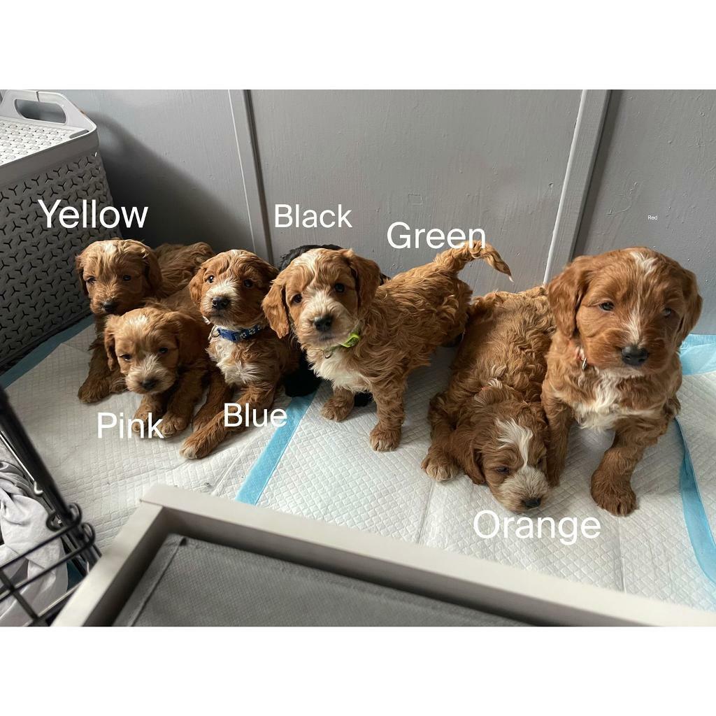 What Is An F1 Cockapoo