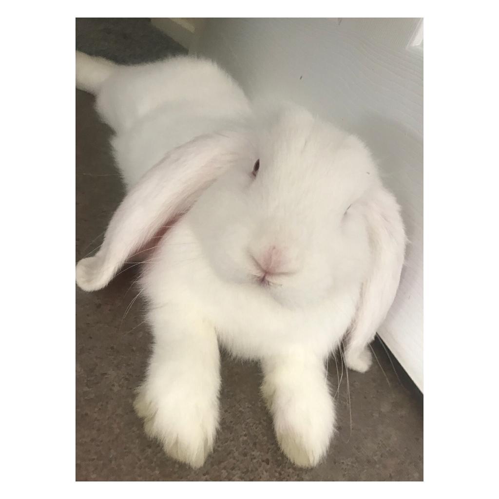 Pure white Giant French lop female | in Walsall, West Midlands | Gumtree