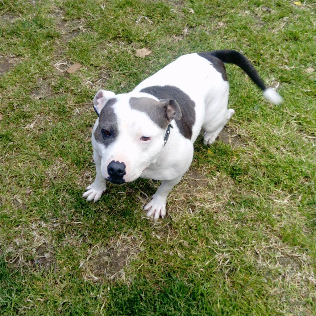 Female Staffordshire Bull terrier Blue and White | in Chard, Somerset ...
