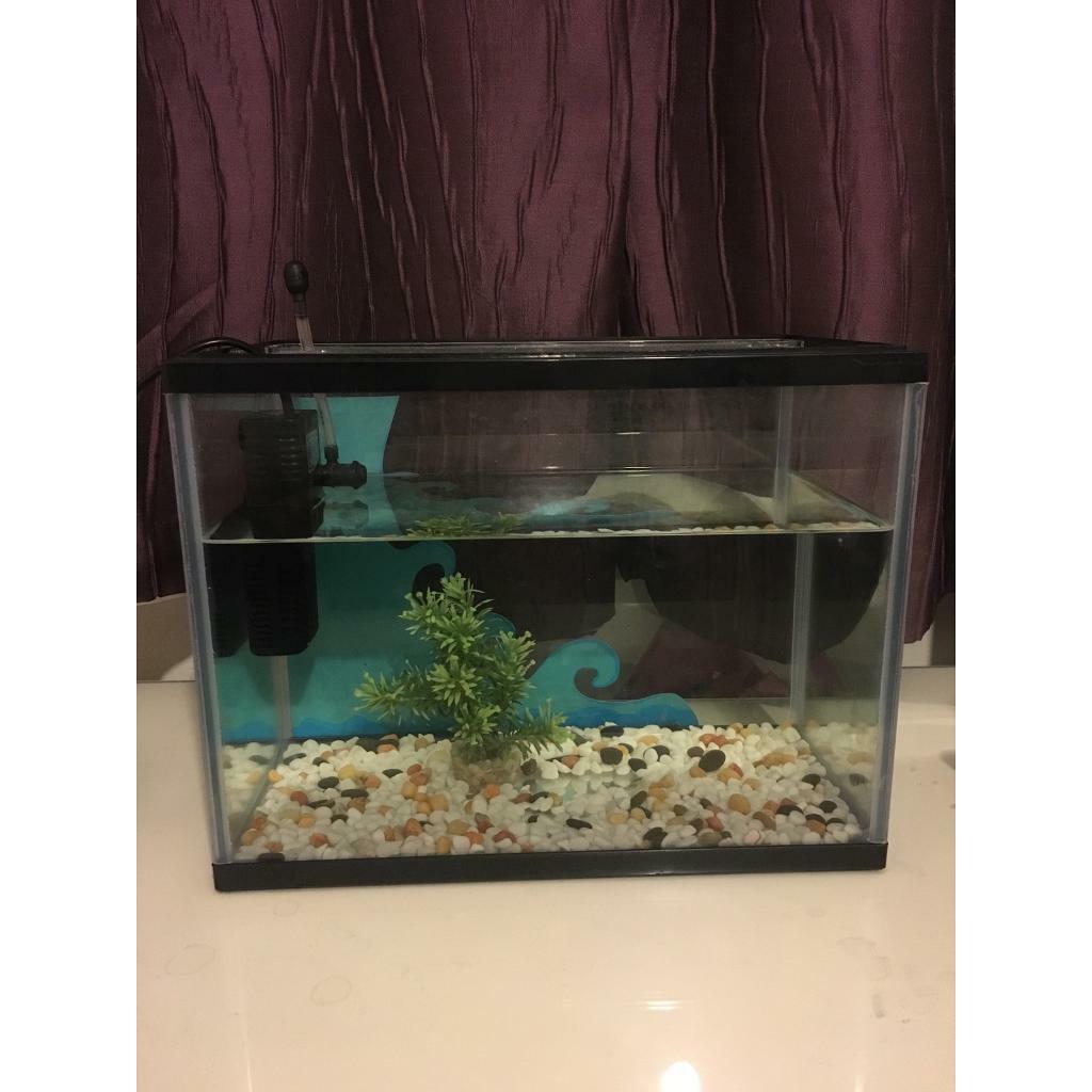 What Fish Can Go In A 12 Litre Tank at Edward Criss blog