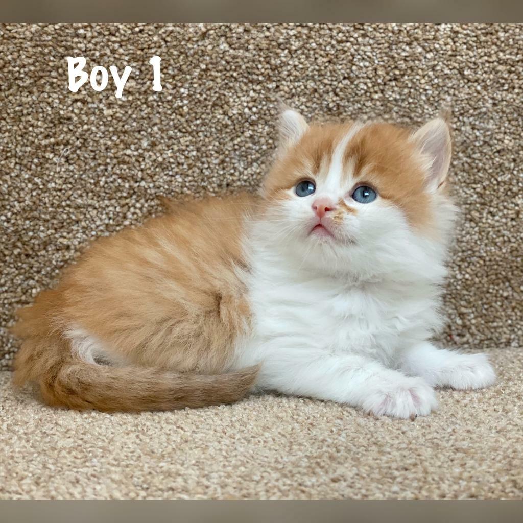 RARE MIX Turkish Angora/Ragdoll Mix Kittens (3 male&2 female) | in High ...