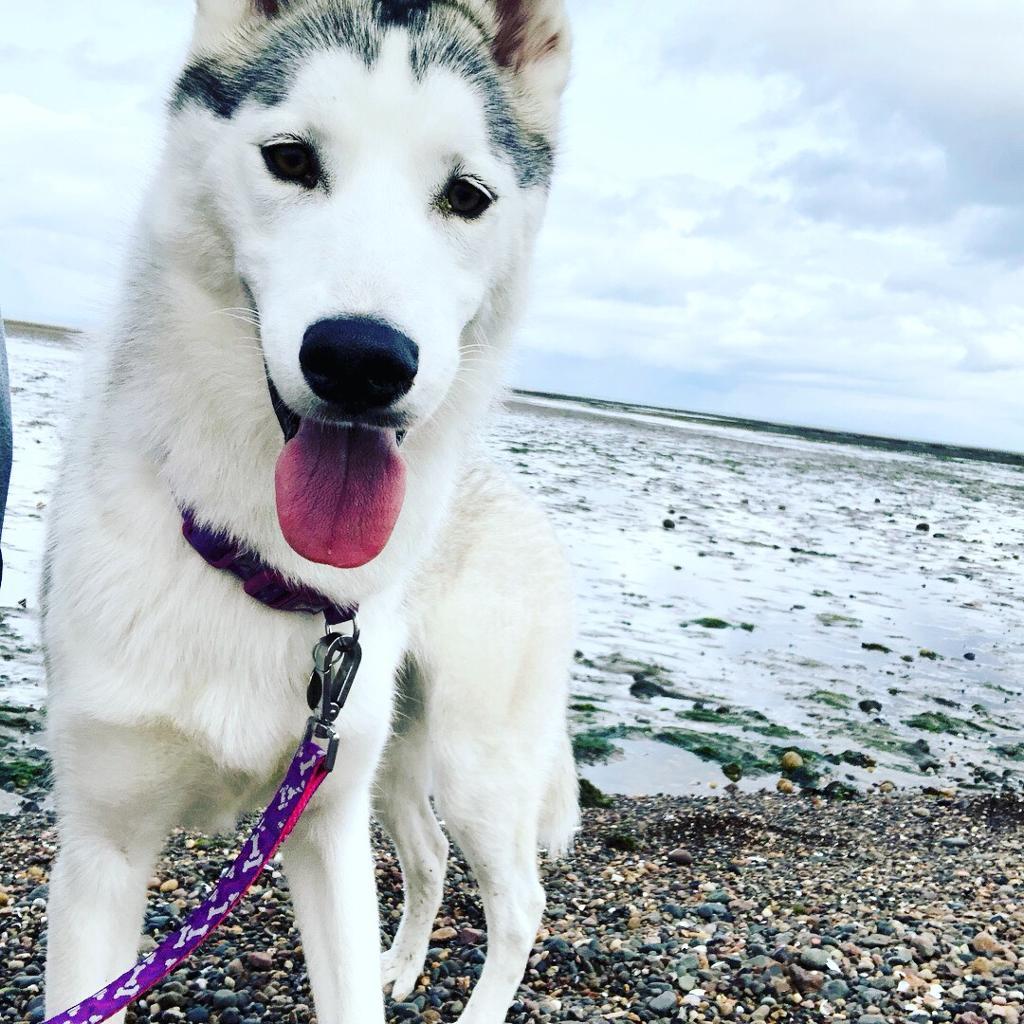 Siberian Husky Puppy - female | in Tranent, East Lothian | Gumtree