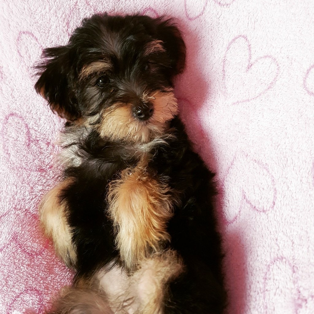 yorkipoo puppies | in Wolverhampton, West Midlands | Gumtree
