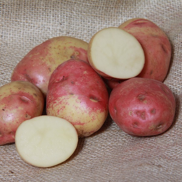 Seed Potatoe for sale in UK | 71 used Seed Potatoes
