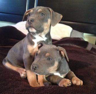 blue staffy | Dogs & Puppies | Gumtree Australia Free Local Classifieds