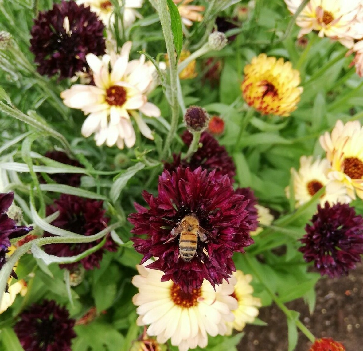 Calendula officinalis 'Sunset Buff' X 75+ SEEDS 2020 Hardy Annual Bee ...