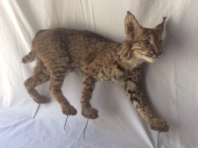 Bobcat Fur for sale | Only 4 left at -70%