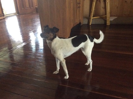 mini foxy | Dogs & Puppies | Gumtree Australia Free Local Classifieds