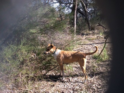 staghound | Dogs & Puppies | Gumtree Australia Free Local Classifieds