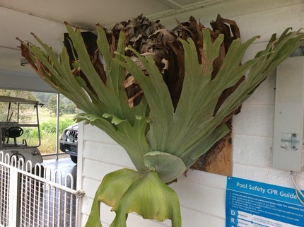 stag horns for sale | Garden | Gumtree Australia Free Local Classifieds