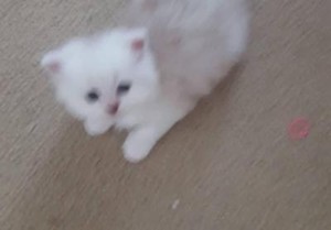 chinchilla | Cats & Kittens | Gumtree Australia Free Local Classifieds