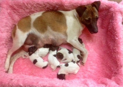 mini foxy | Dogs & Puppies | Gumtree Australia Free Local Classifieds