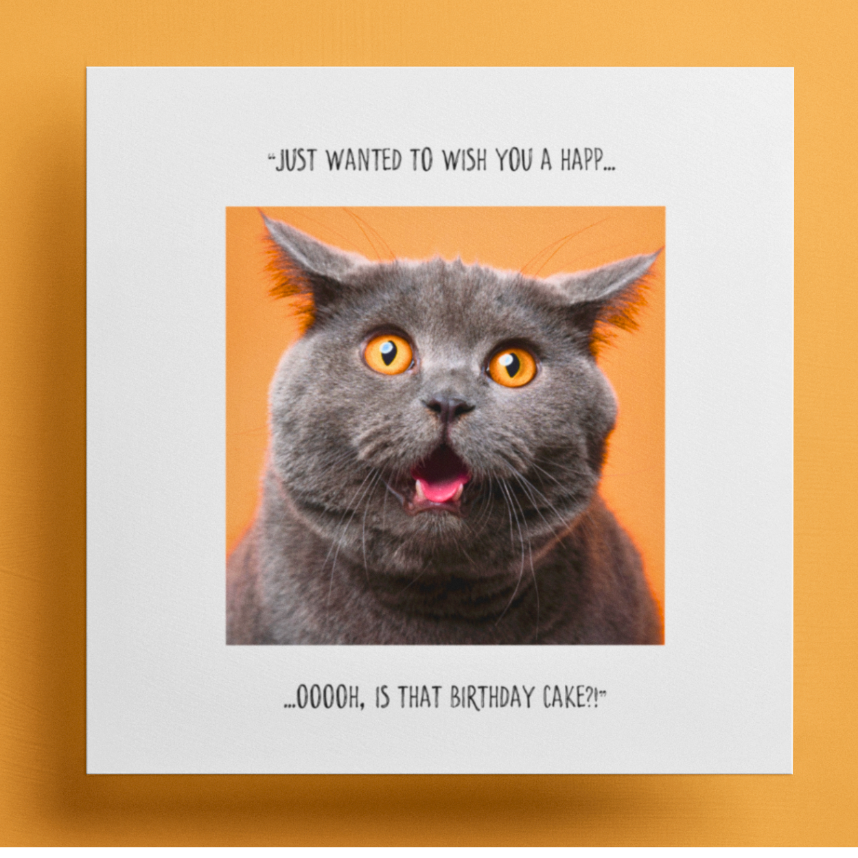 Happy Birthday Funny Cat Pictures