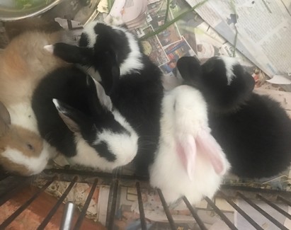 Rabbits | Gumtree Australia Free Local Classifieds