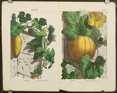 Other - Vegetable Fruit - Vatican