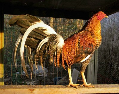 Poultry - Gamefowl Hatching Eggs