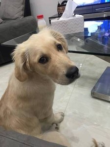 Canberra Region, ACT | Dogs & Puppies | Gumtree Australia Free Local ...