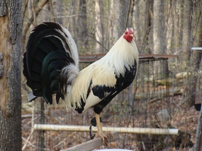 Livestock Supplies - Gamefowl