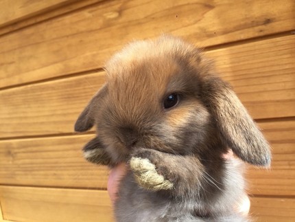 Rabbits | Gumtree Australia Free Local Classifieds